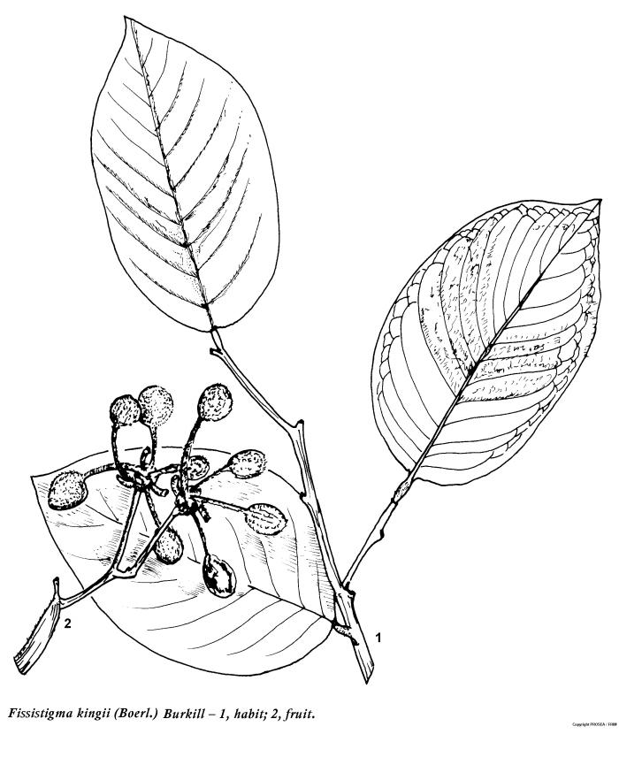 Fissistigma kingii (Boerl.) Burkill – GlobinMed