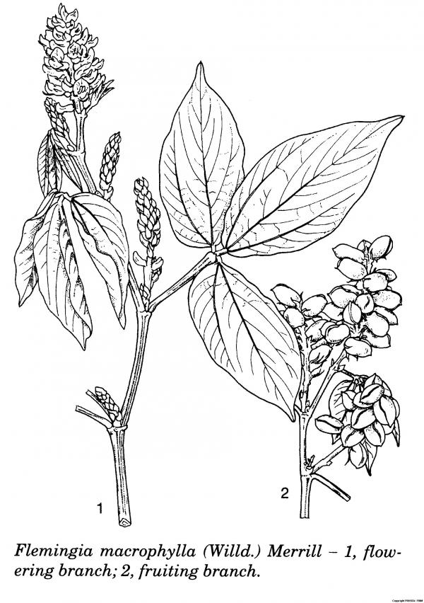 Flemingia macrophylla (Willd.) Merr. – GlobinMed