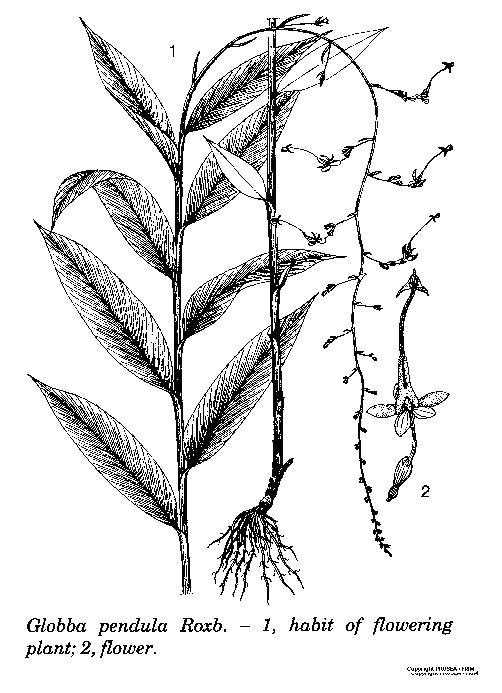 Globba pendula Roxb. - GlobinMed