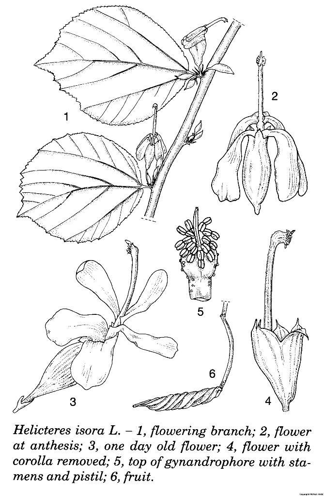 Helicteres isora L. - GlobinMed
