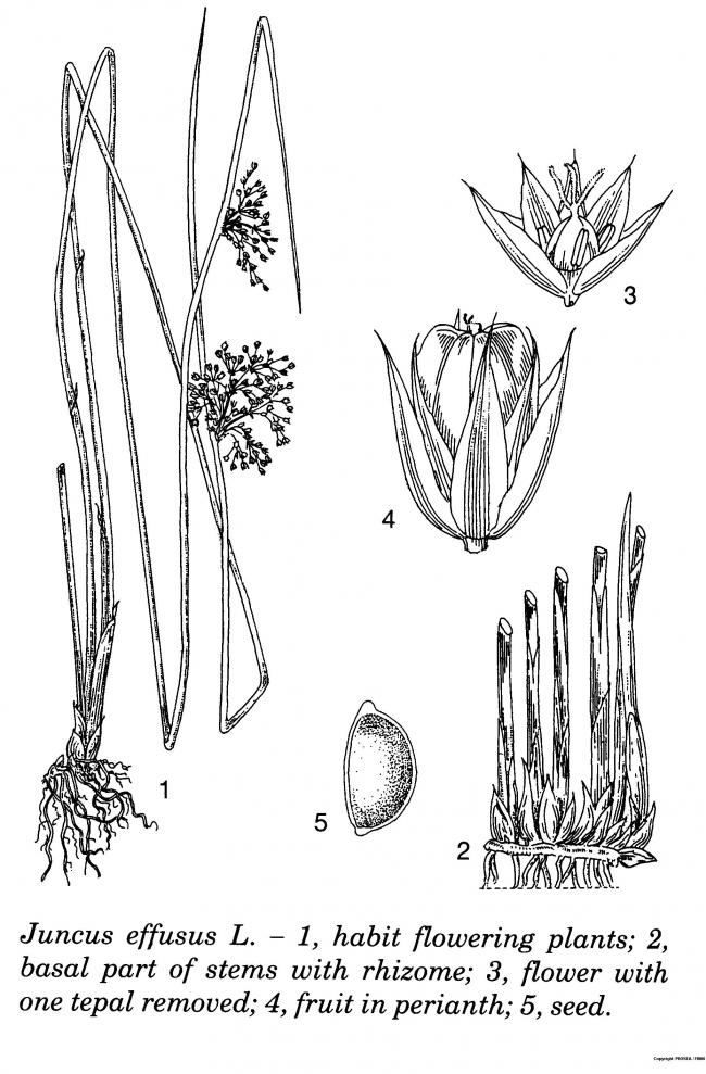 Juncus effusus L. – GlobinMed
