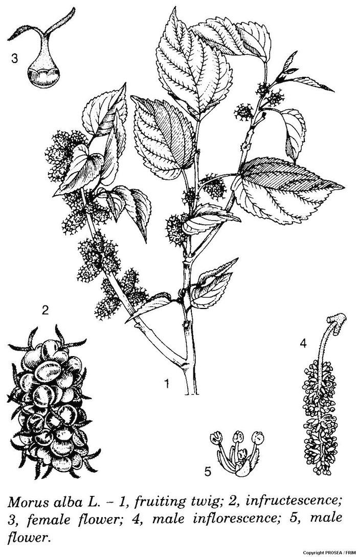 Morus alba L. – GlobinMed