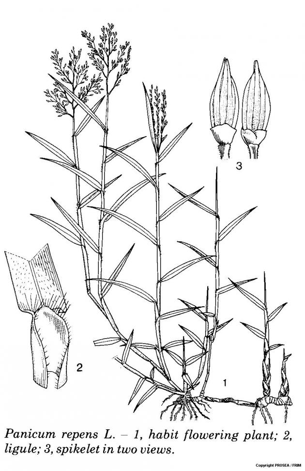 Panicum repens L. – GlobinMed