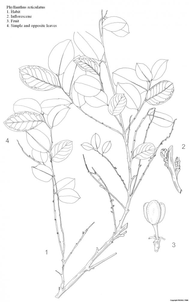 Phyllanthus reticulatus Poir. – GlobinMed