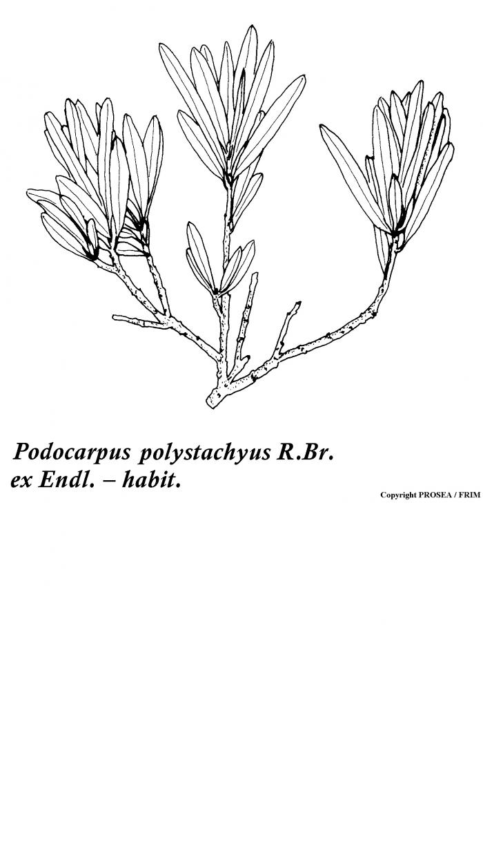 Podocarpus polystachyus R.Br. ex Endl. – GlobinMed