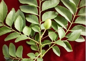 Murraya koenigii (L.) Spreng. - GlobinMed