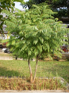 Murraya koenigii (L.) Spreng. - GlobinMed