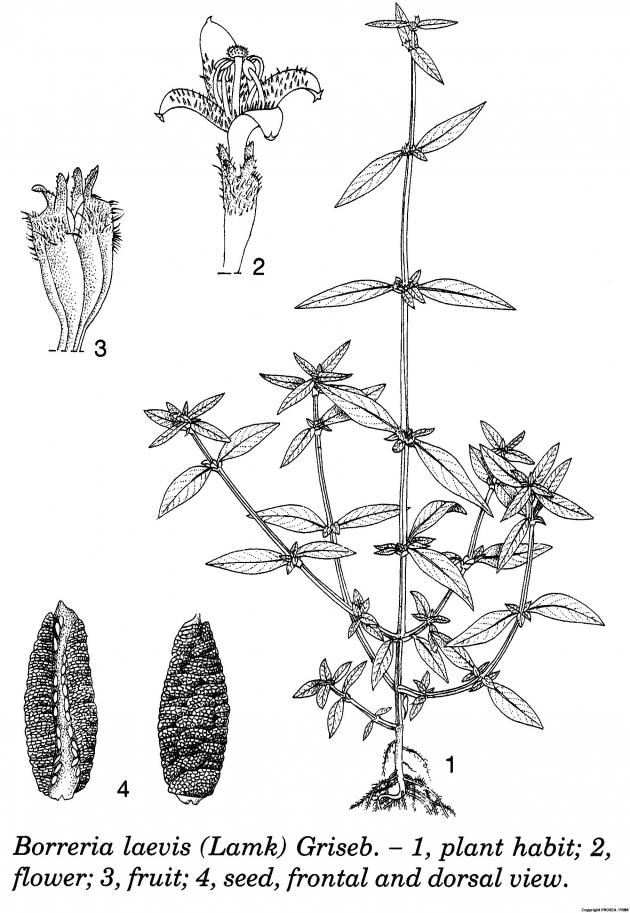 Spermacoce laevis Lam. - GlobinMed