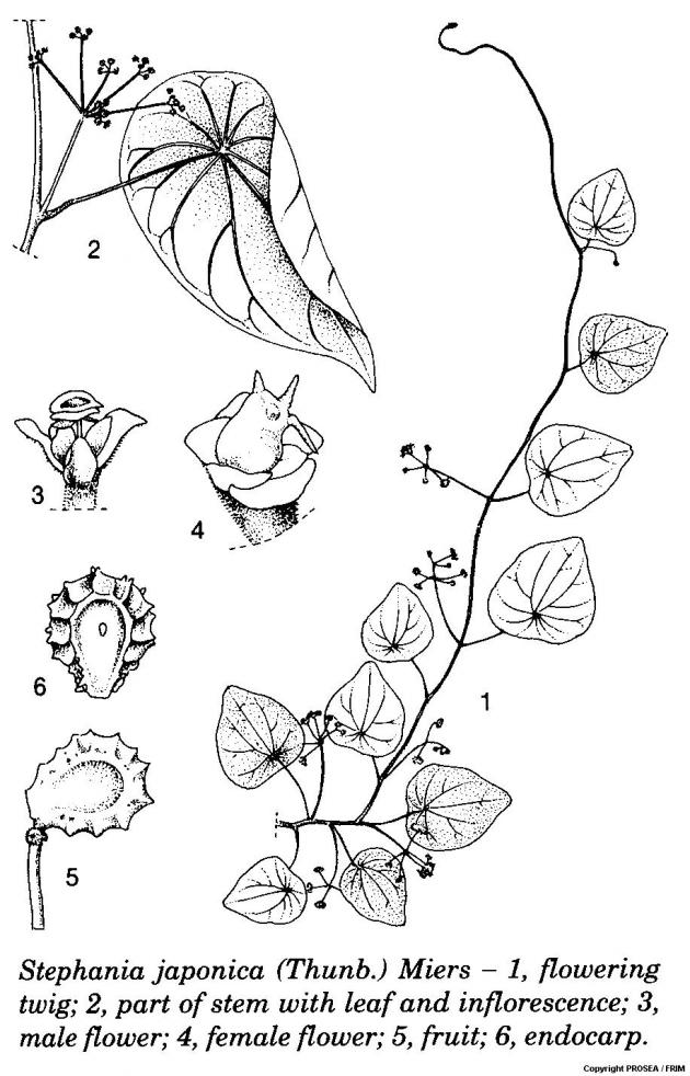 Stephania japonica (Thunb.) Miers – GlobinMed