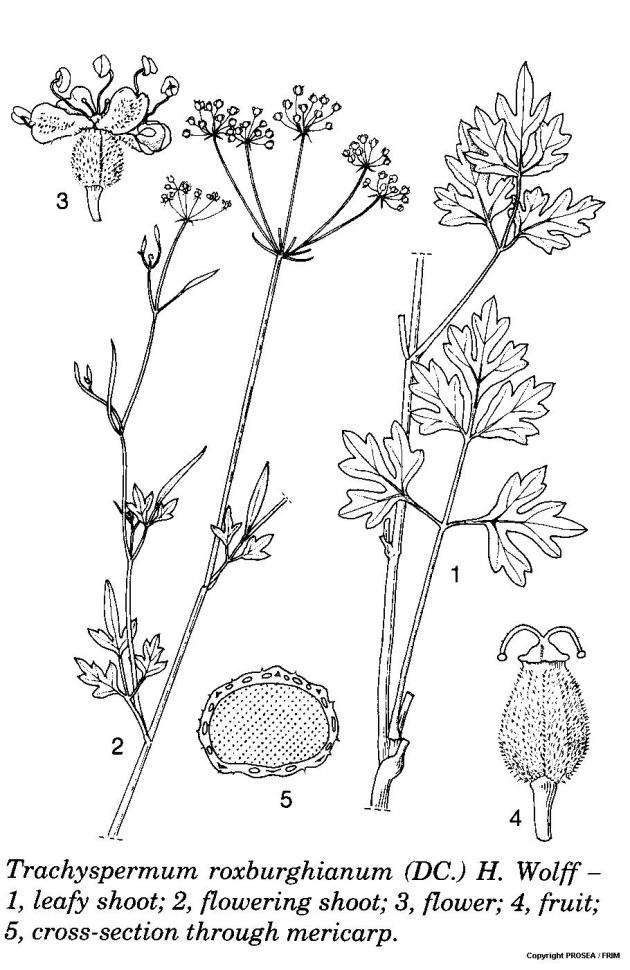 Trachyspermum roxburghianum (DC.) H. Wolff – GlobinMed