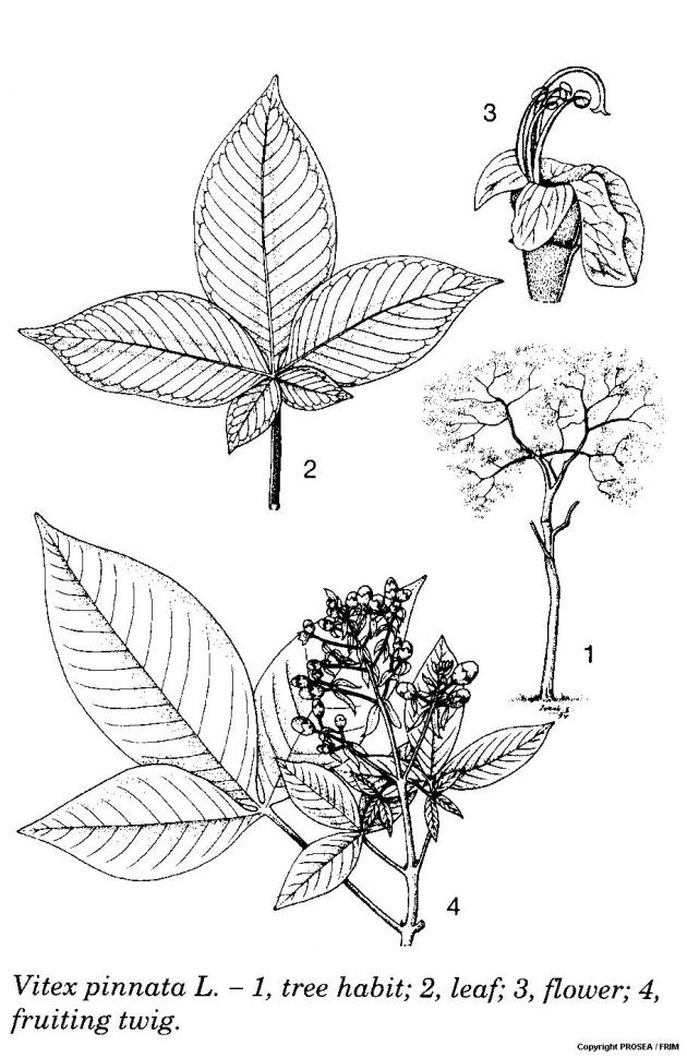 Vitex pinnata L. – GlobinMed