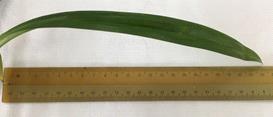 Pandanus amaryllifolius Roxb. - GlobinMed