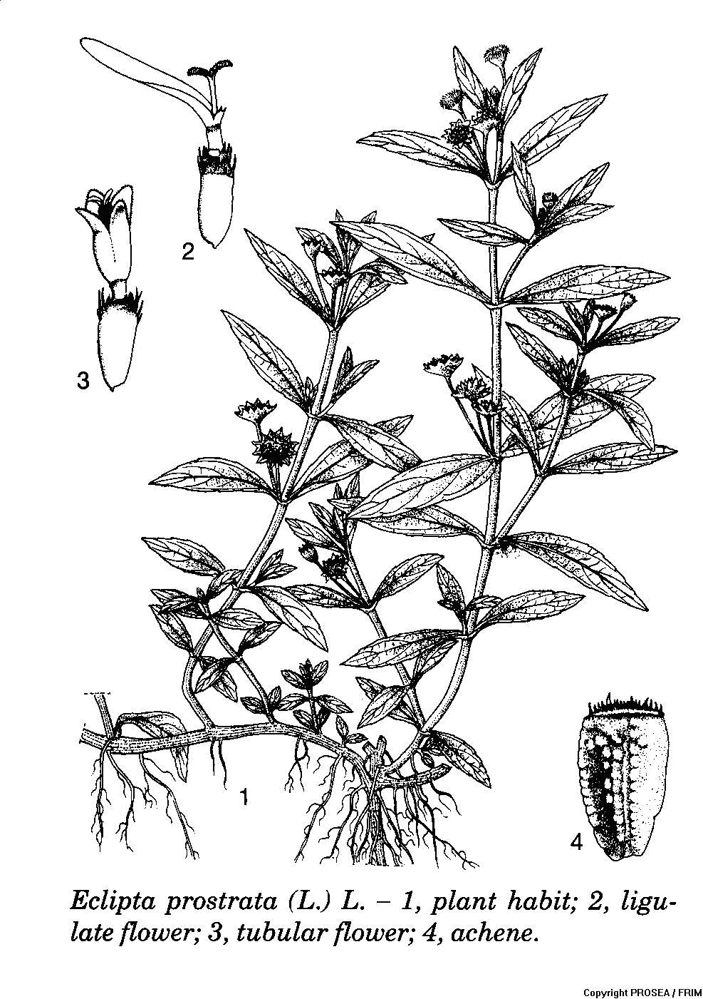 Eclipta prostrata (L.) L. – GlobinMed