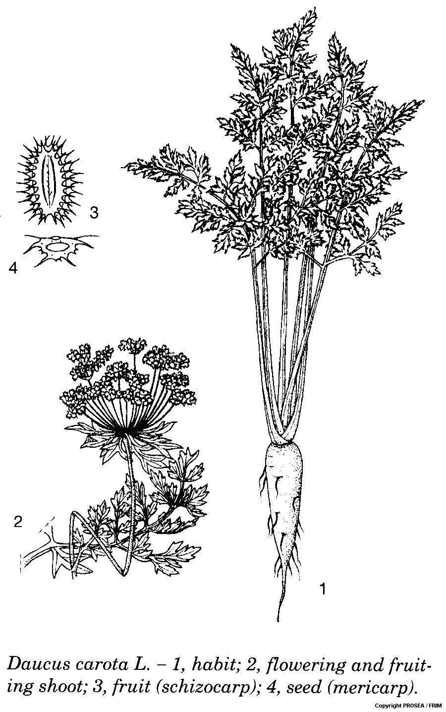 Daucus carota L. - GlobinMed