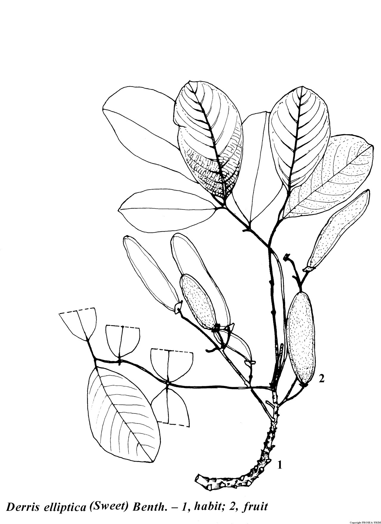 Derris elliptica (Wall.) Benth. – GlobinMed