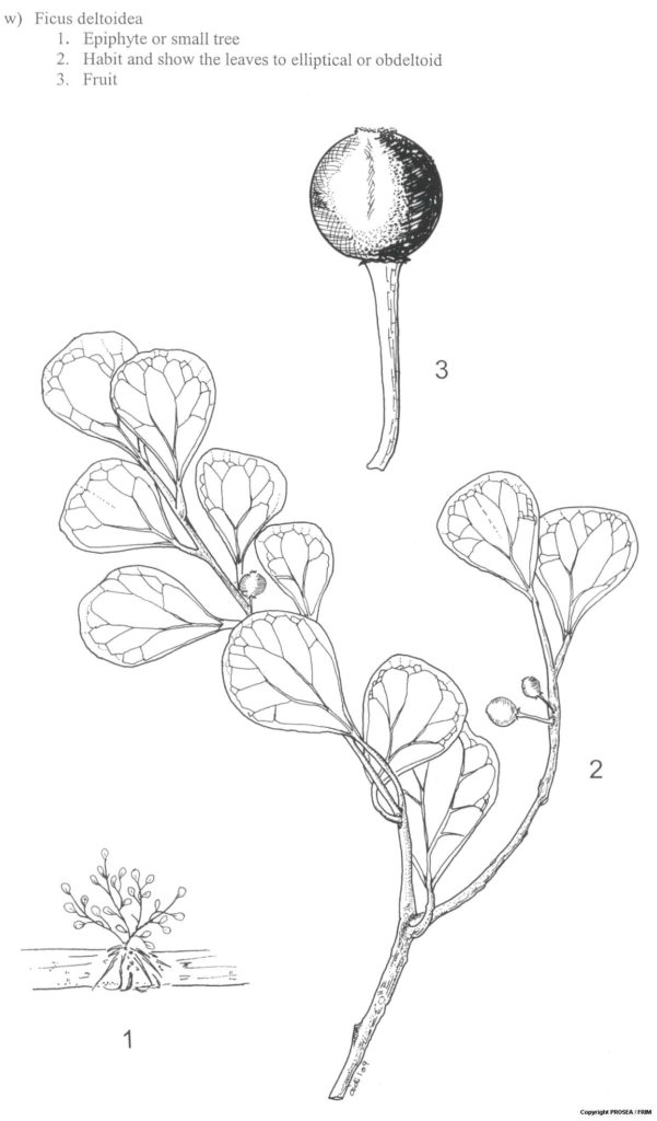 Ficus deltoidea Jack – GlobinMed