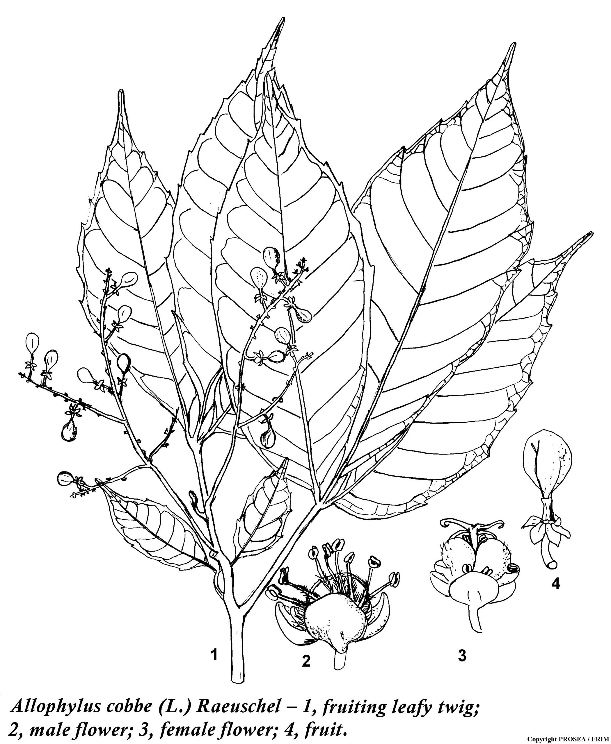 Allophylus cobbe (L.) Raeusch. – GlobinMed