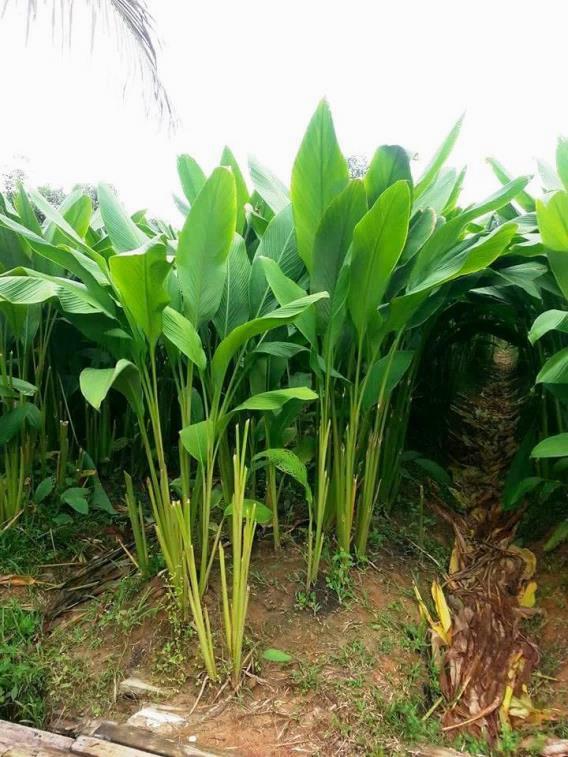 Curcuma zedoaria (Christm.) Roscoe – GlobinMed