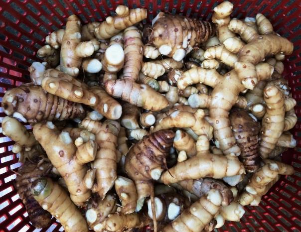 Curcuma zedoaria (Christm.) Roscoe – GlobinMed