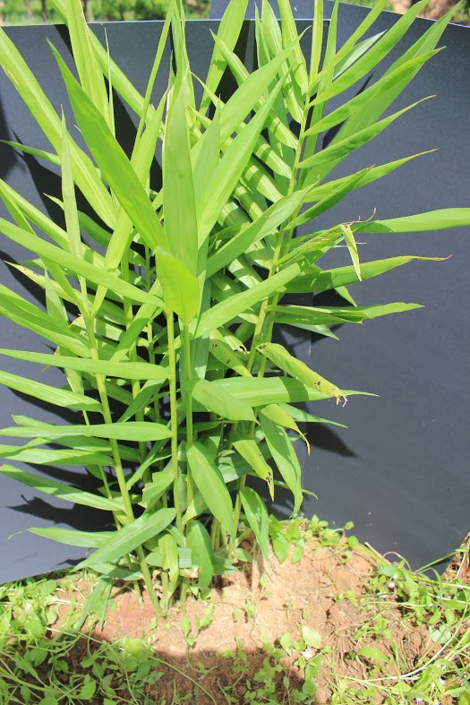 Zingiber montanum (J.Koenig) Link ex A.Dietr. - GlobinMed