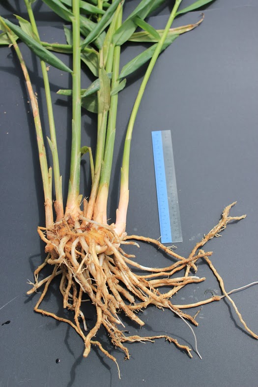 Zingiber montanum (J.Koenig) Link ex A.Dietr. - GlobinMed