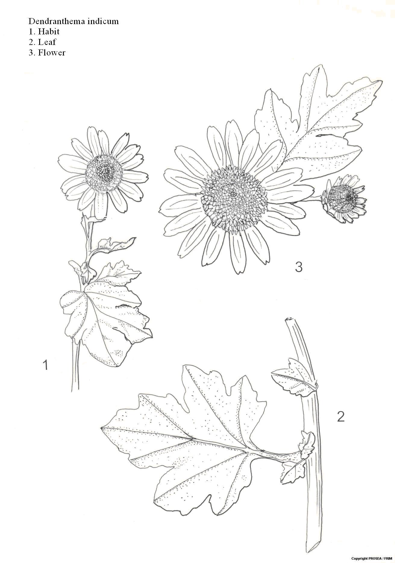 Chrysanthemum indicum L. - GlobinMed