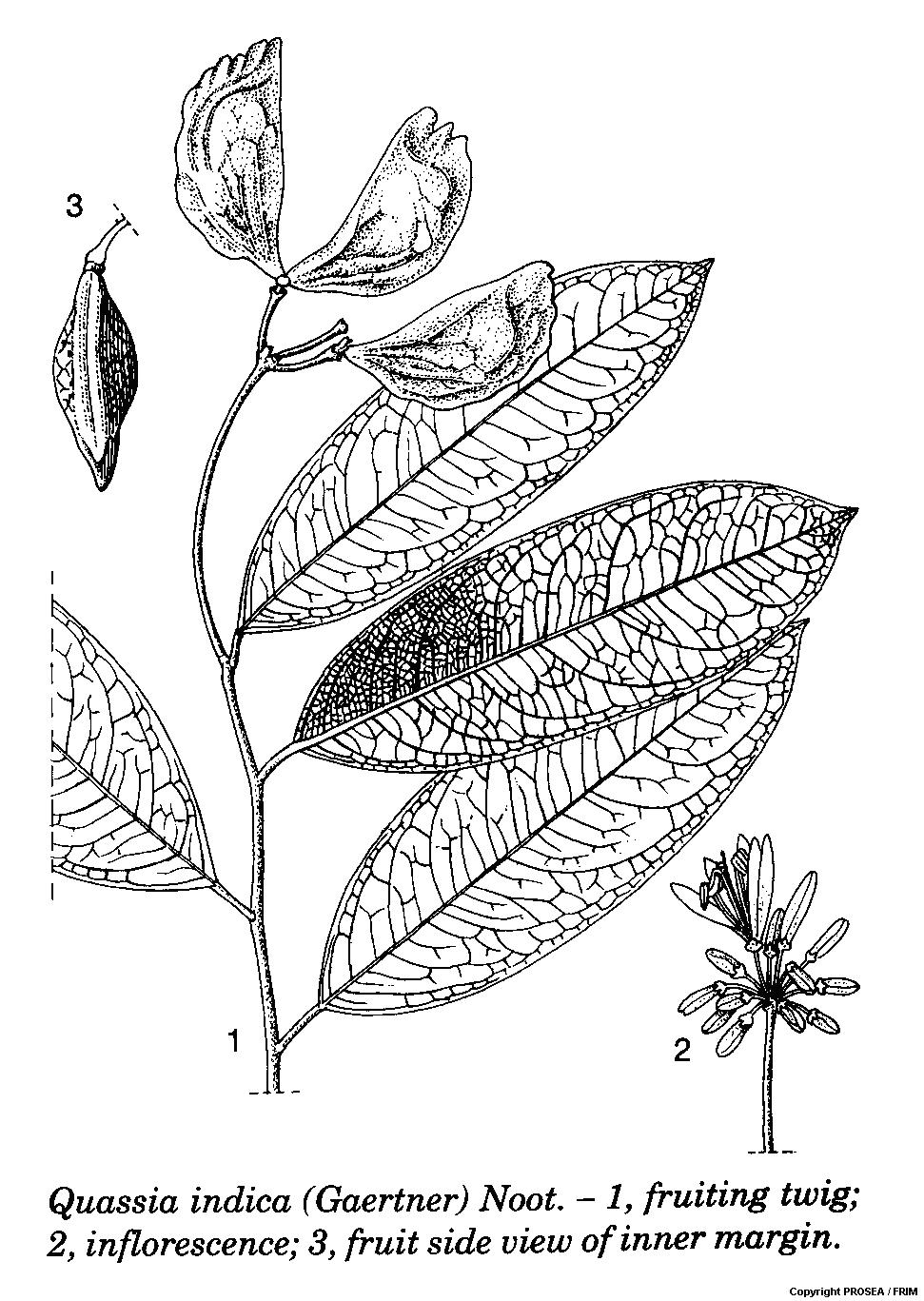 Quassia indica (Gaertn.) Noot. – GlobinMed
