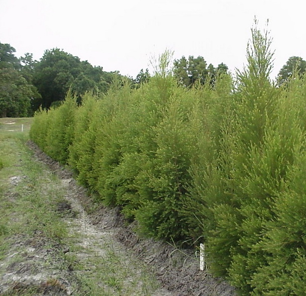 Melaleuca alternifolia (Maiden & Betche) Cheel - GlobinMed