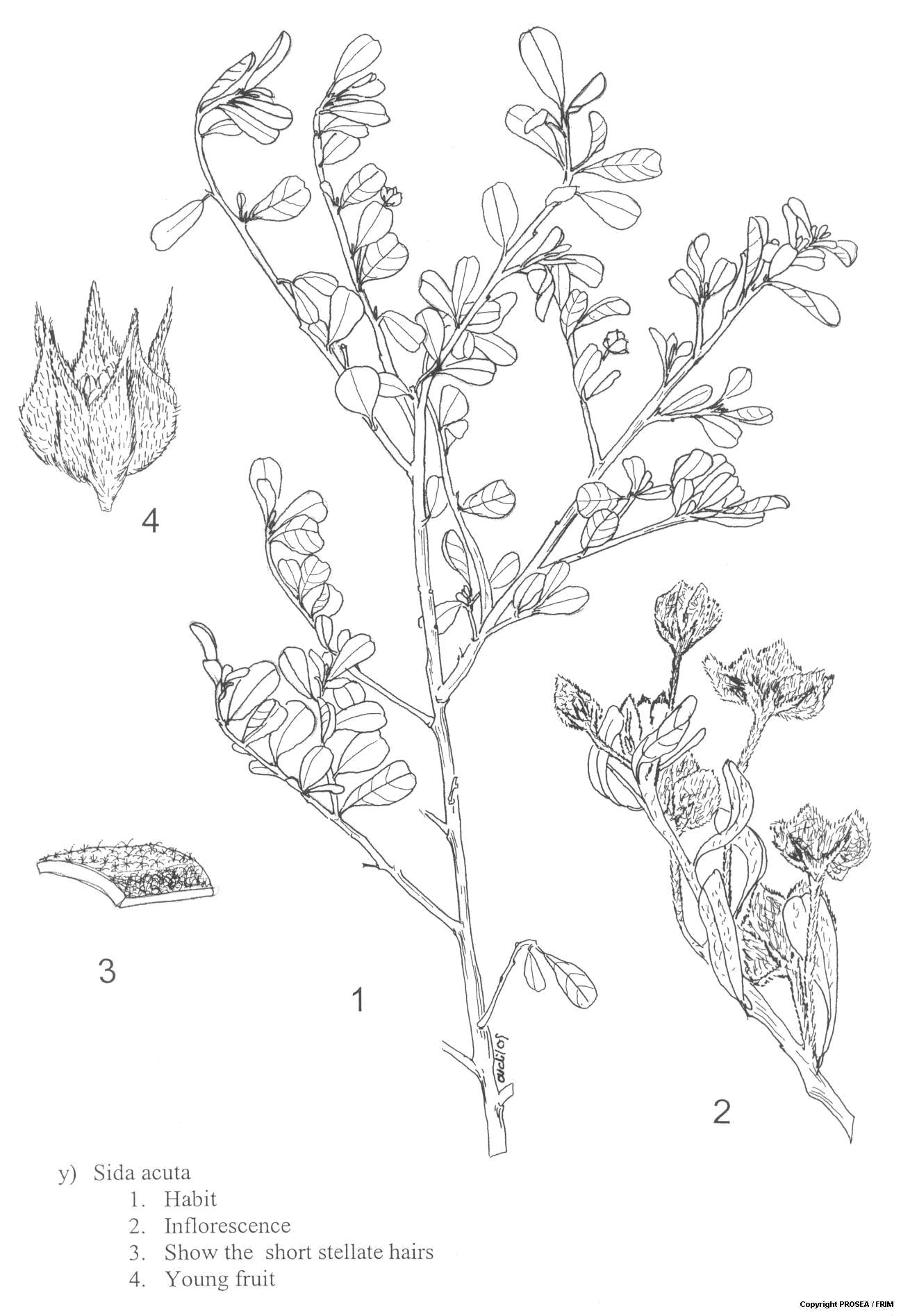 Sida acuta Burm.f. – GlobinMed