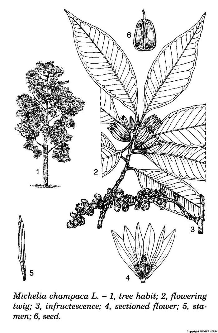 Magnolia champaca (L.) Baill. ex Pierre – GlobinMed