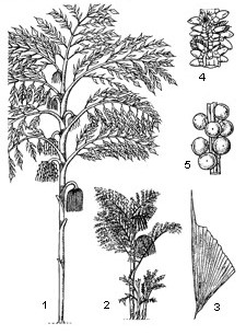 Caryota mitis Lour. – GlobinMed