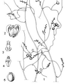 Cassytha filiformis L. - GlobinMed