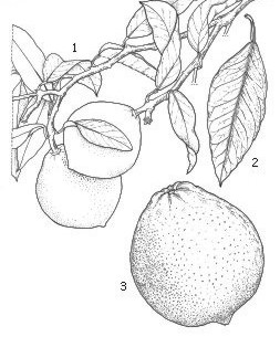 Citrus bergamia Risso & Poit. – GlobinMed