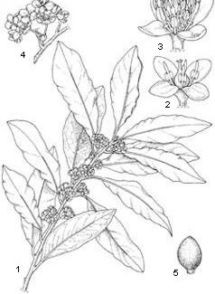 Laurus nobilis L. - GlobinMed